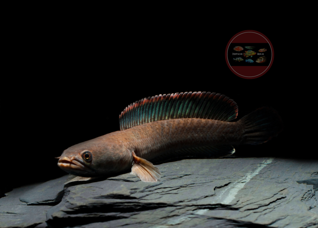 Channa sp. “LAOS FIREBACK” – Zierfische-Berlin