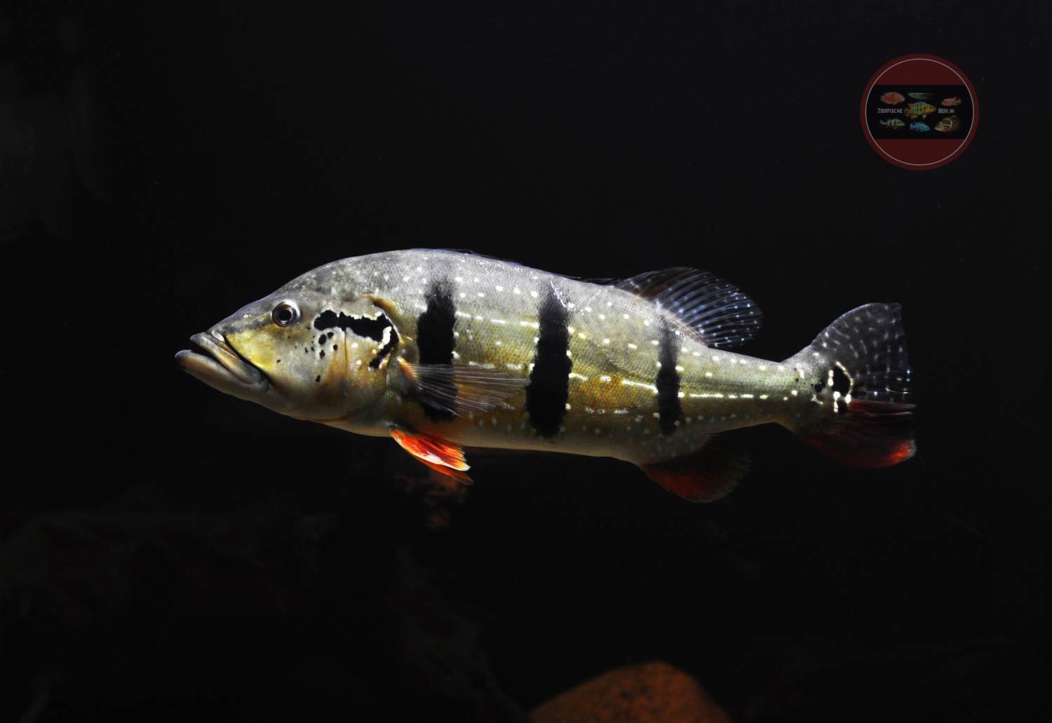 Cichla temensis “RIO VENTUARI” – Zierfische-Berlin