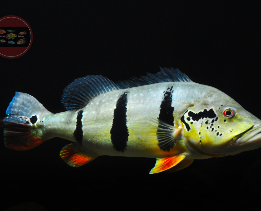 Buntbarsche – Südamerika – Zierfische-Berlin