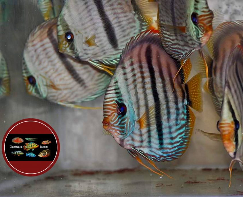 Galerie – Zierfische-Berlin