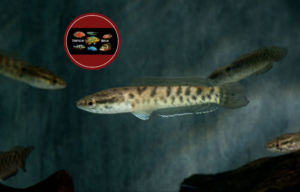 Channa punctata – Zierfische-Berlin