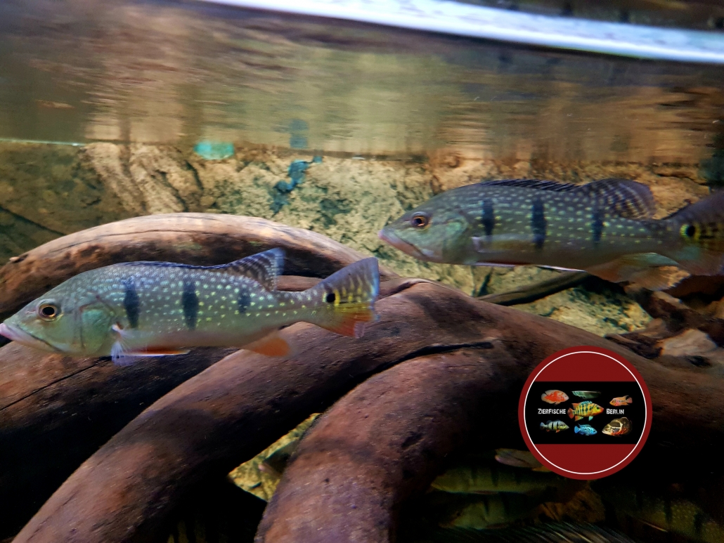 Cichla ocellaris “Brokopondo” – Zierfische-Berlin