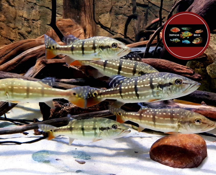 Cichla temensis “RIO VENTUARI” – Zierfische-Berlin