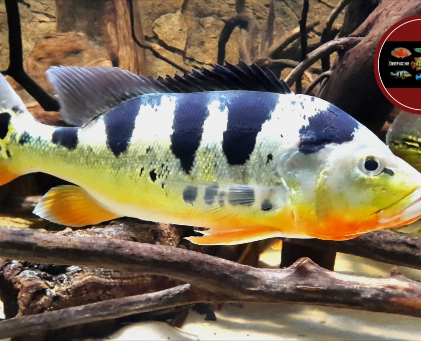 Cichla monoculus “4 STRIPES” – Zierfische-Berlin