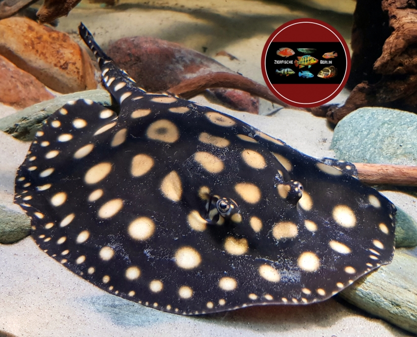 Rochen – Zierfische-Berlin