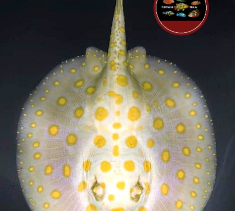 Rochen – Zierfische-Berlin