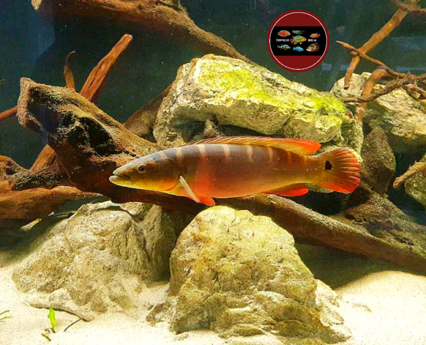 Crenicichla sp. “Cobra Pike” – Zierfische-Berlin