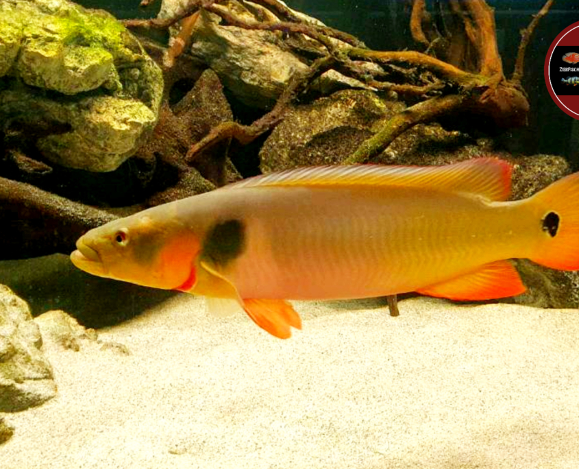 Crenicichla sp. “Cobra Pike” – Zierfische-Berlin