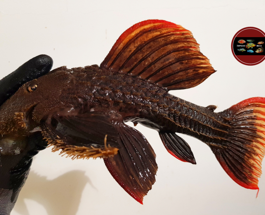 L 24 Pseudacanthicus pitanga RÍO TUCURUÍ “SUPER RED” – Zierfische-Berlin