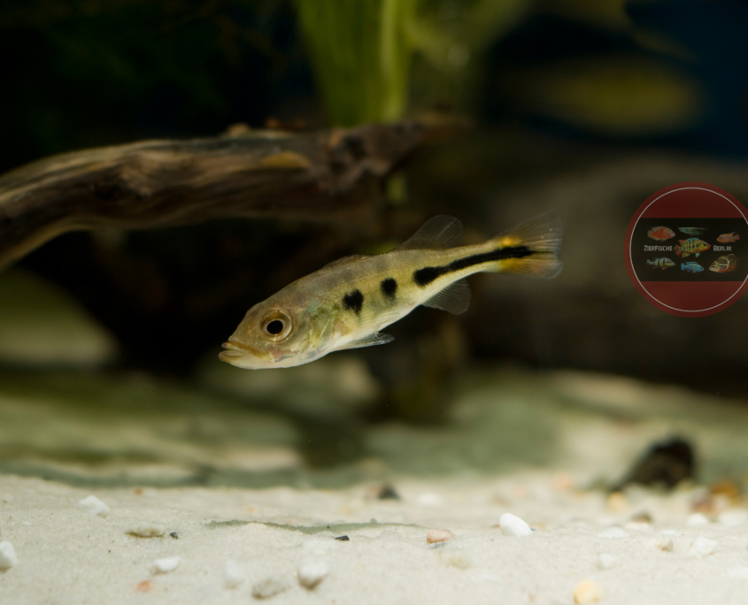 Cichla monoculus – Zierfische-Berlin