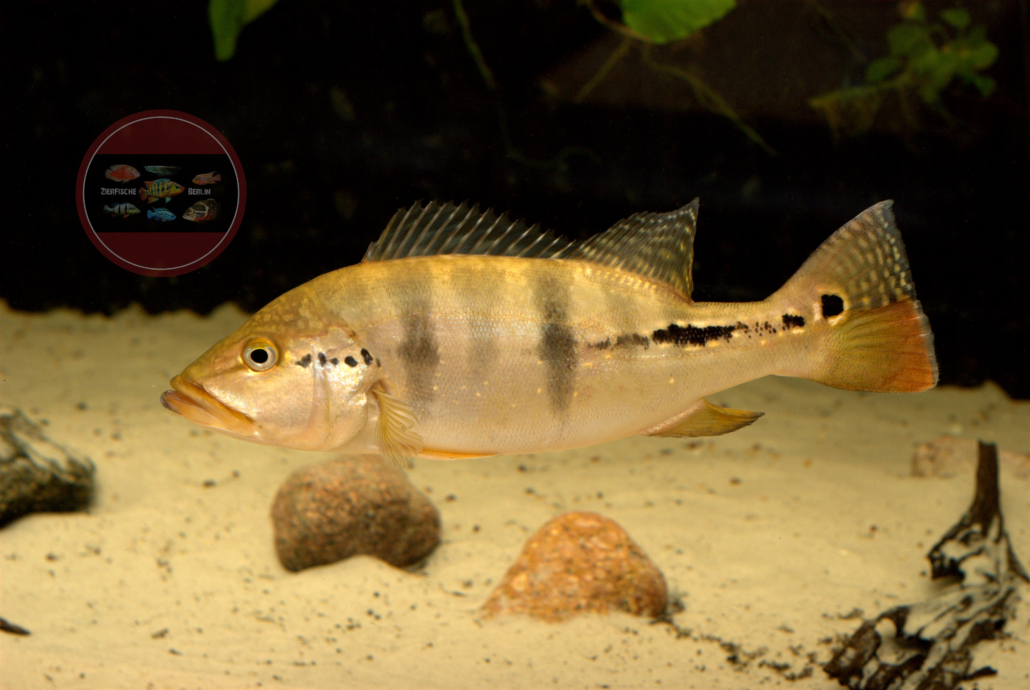 Cichla piquitti – Zierfische-Berlin
