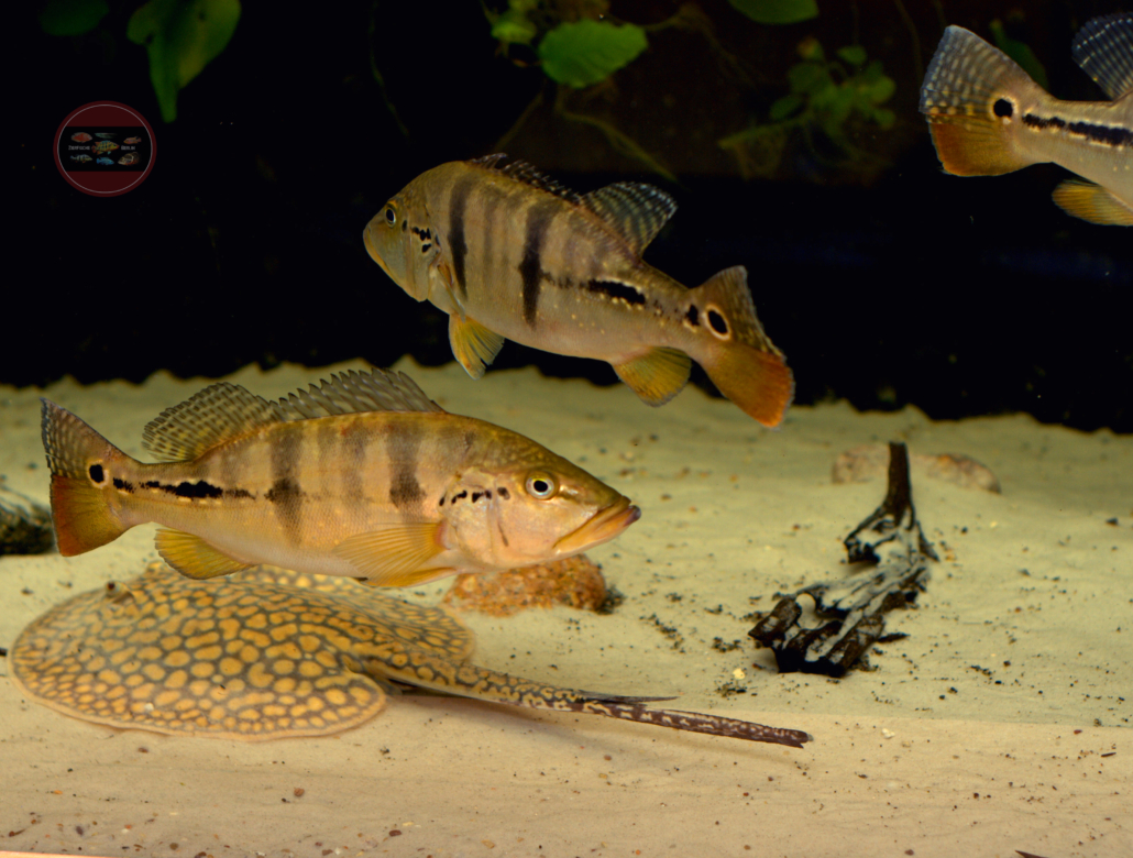 Cichla piquitti – Zierfische-Berlin