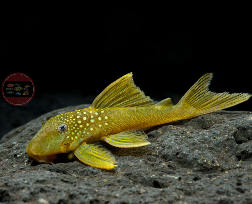 L–Welse / Harnischwelse – Zierfische-Berlin