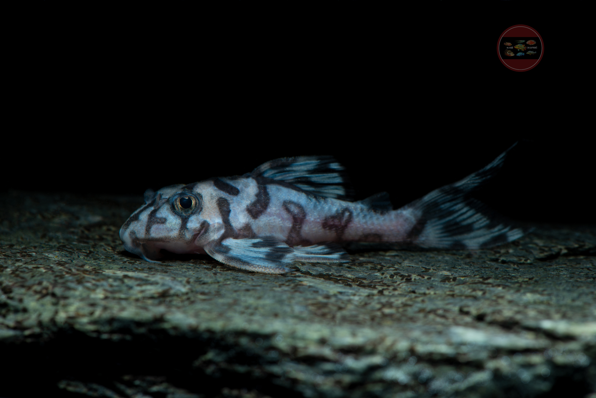 L 236 Hypancistrus sp. Ausnahme SW RB-Line – Zierfische-Berlin