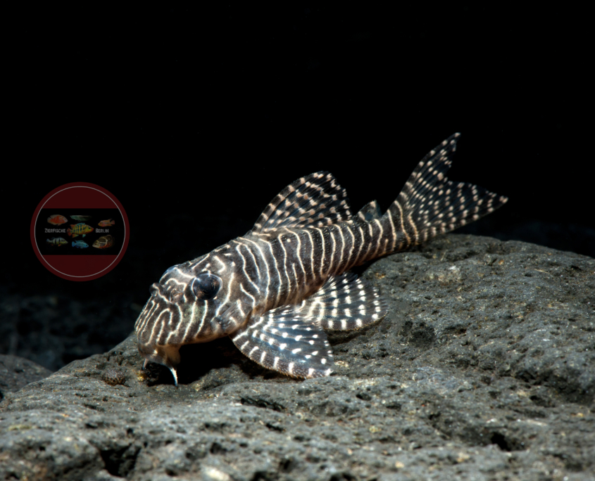 L–Welse / Harnischwelse – Zierfische-Berlin