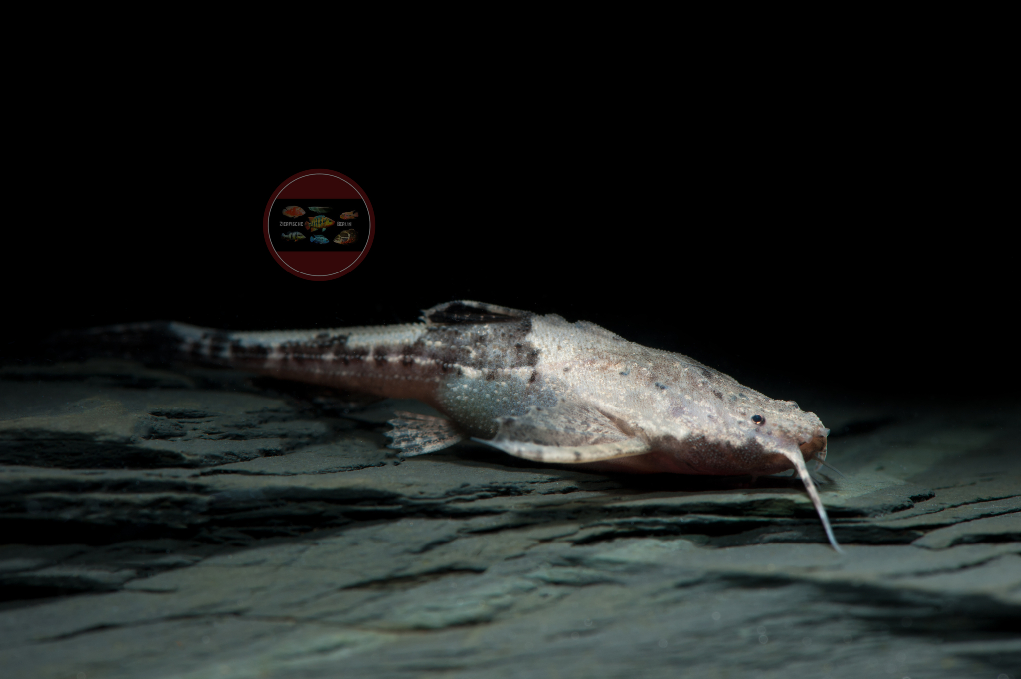 Zweifarbiger Bratpfannenwels, Bunocephalus coracoideus – Zierfische-Berlin