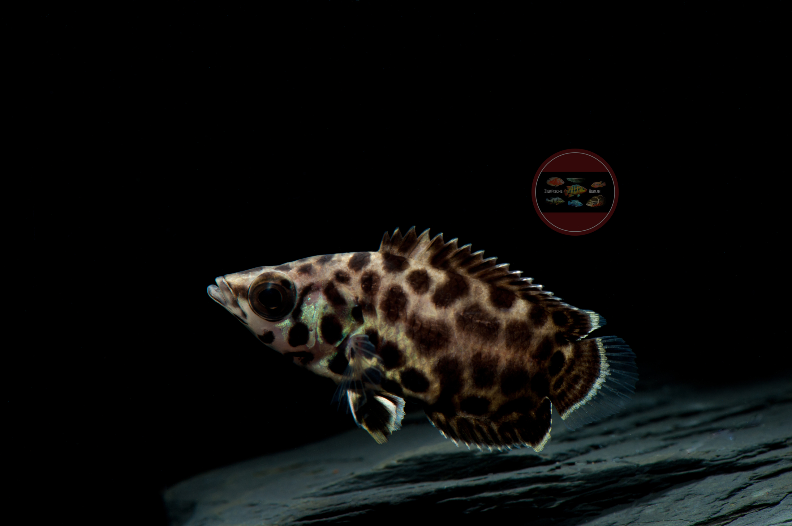 Ctenopoma acutirostre – Zierfische-Berlin