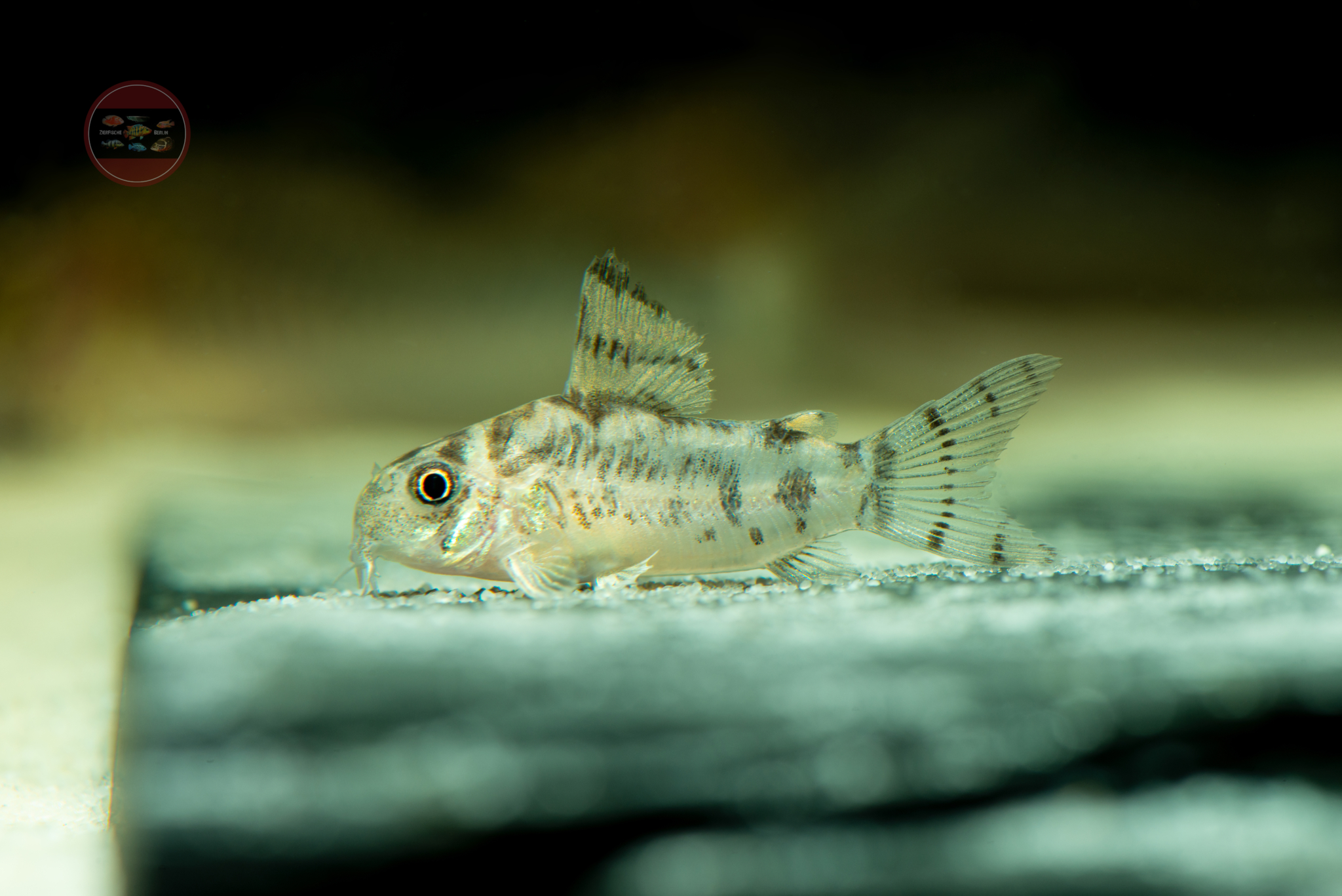 Corydoras sp. CW111 – Zierfische-Berlin