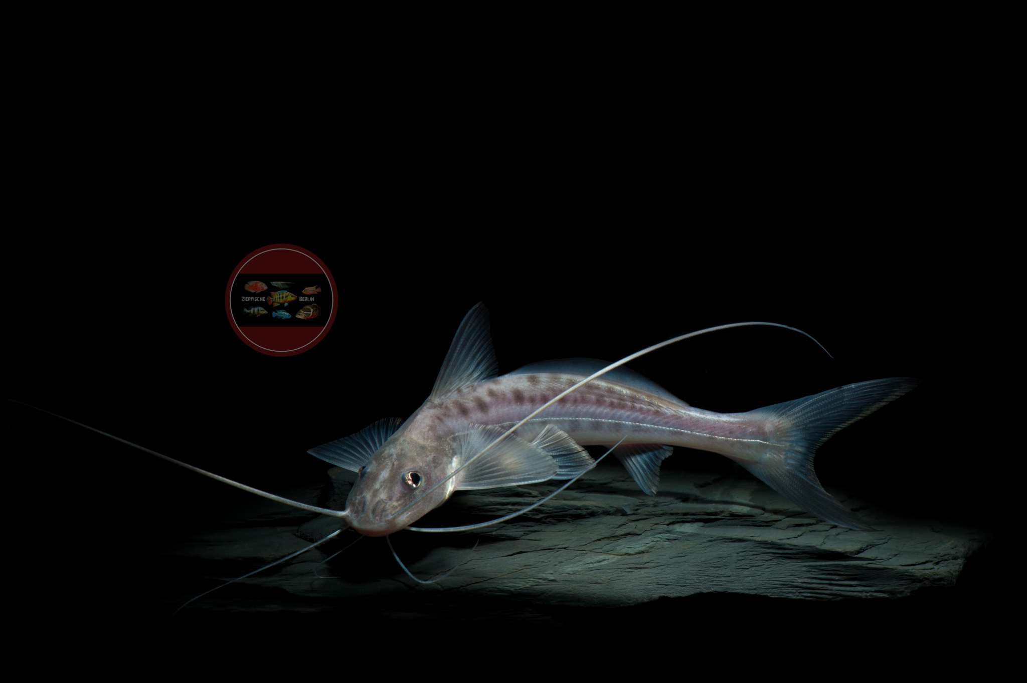 Calophysus macropterus – Zierfische-Berlin