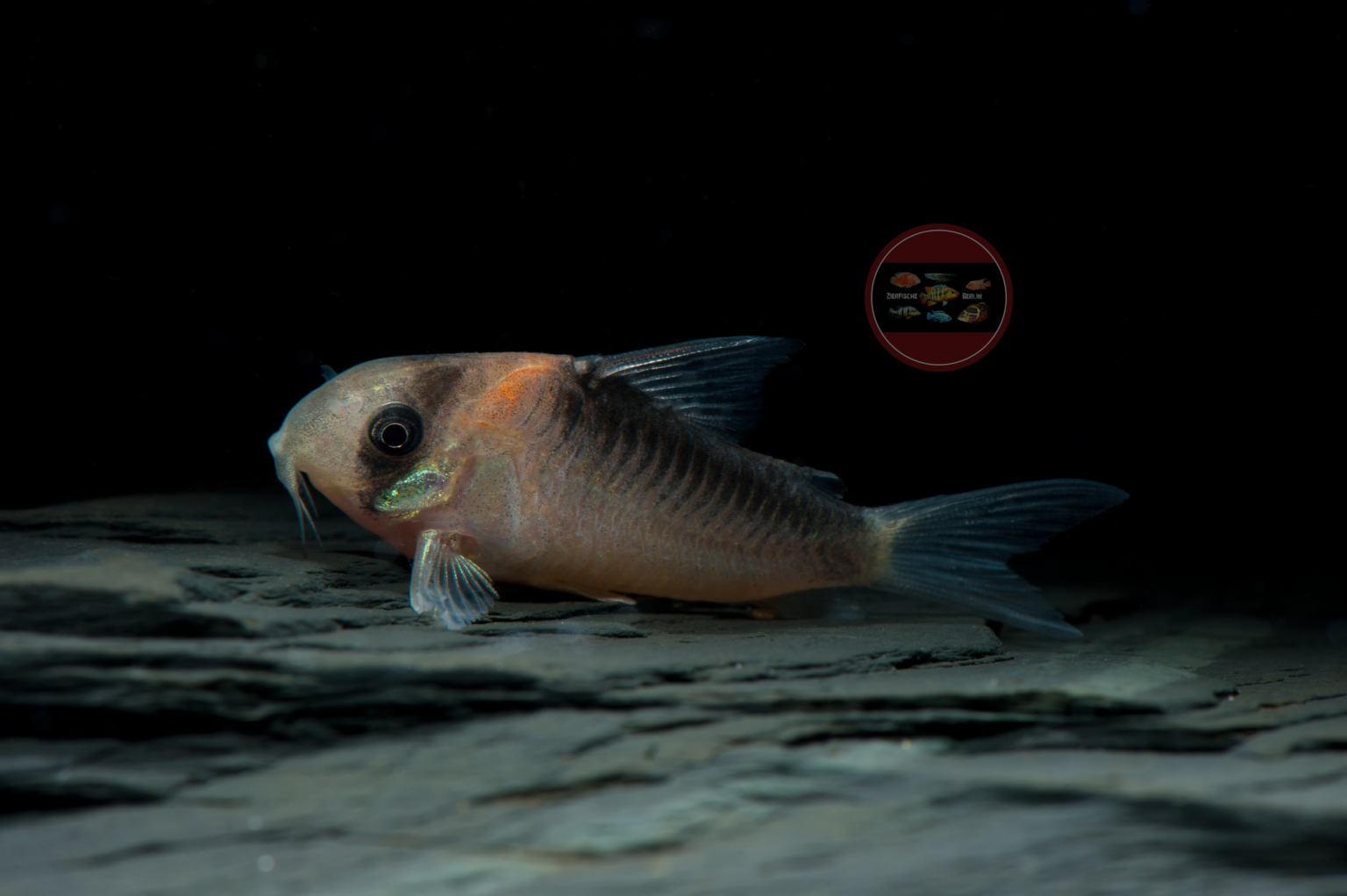 Corydoras adolfoi – Zierfische-Berlin