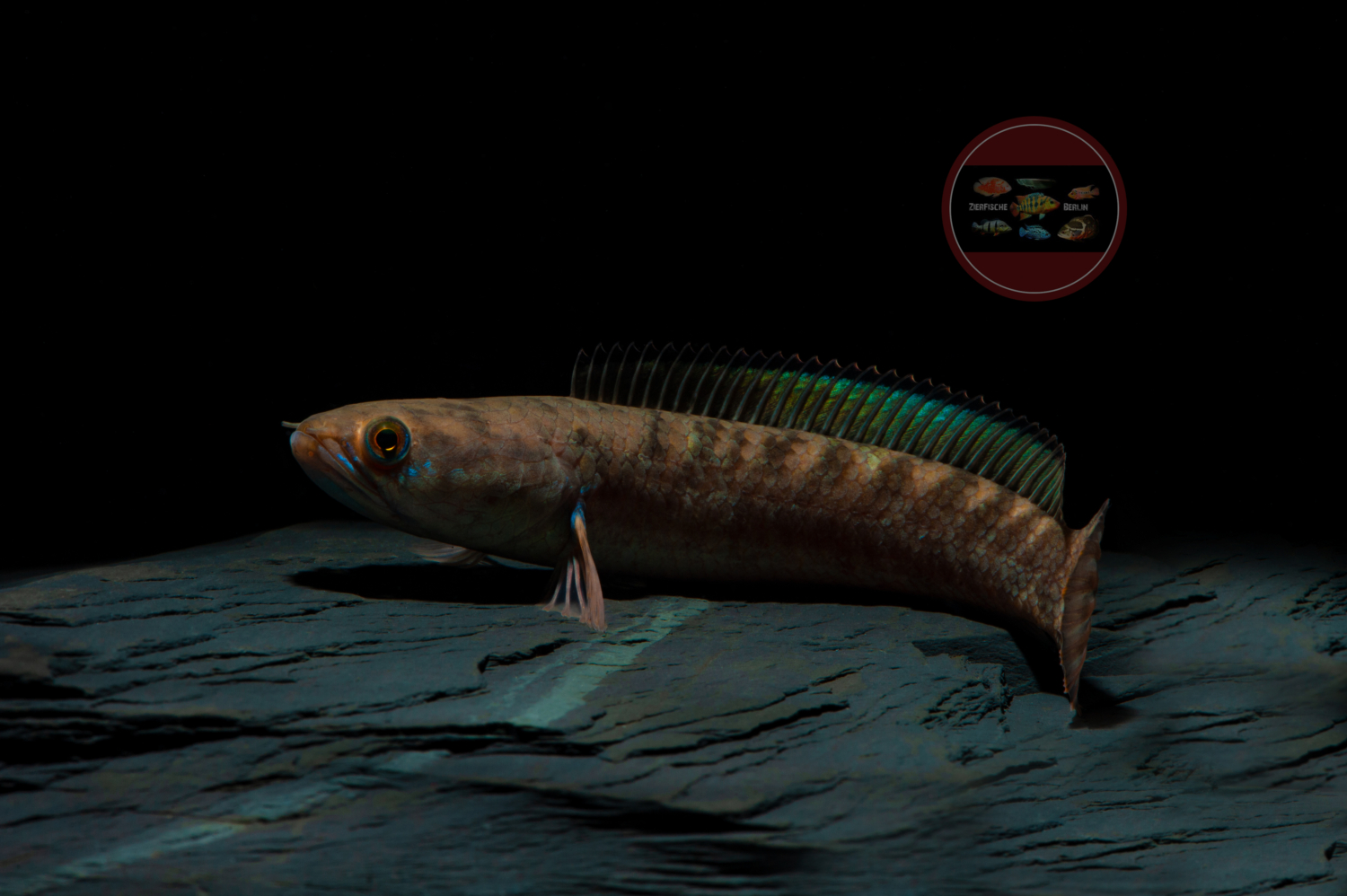 Channa gachua “Bengalen” – Zierfische-Berlin