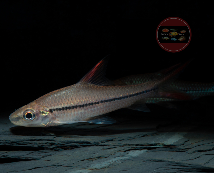 Barben / Bärblinge – Zierfische-Berlin