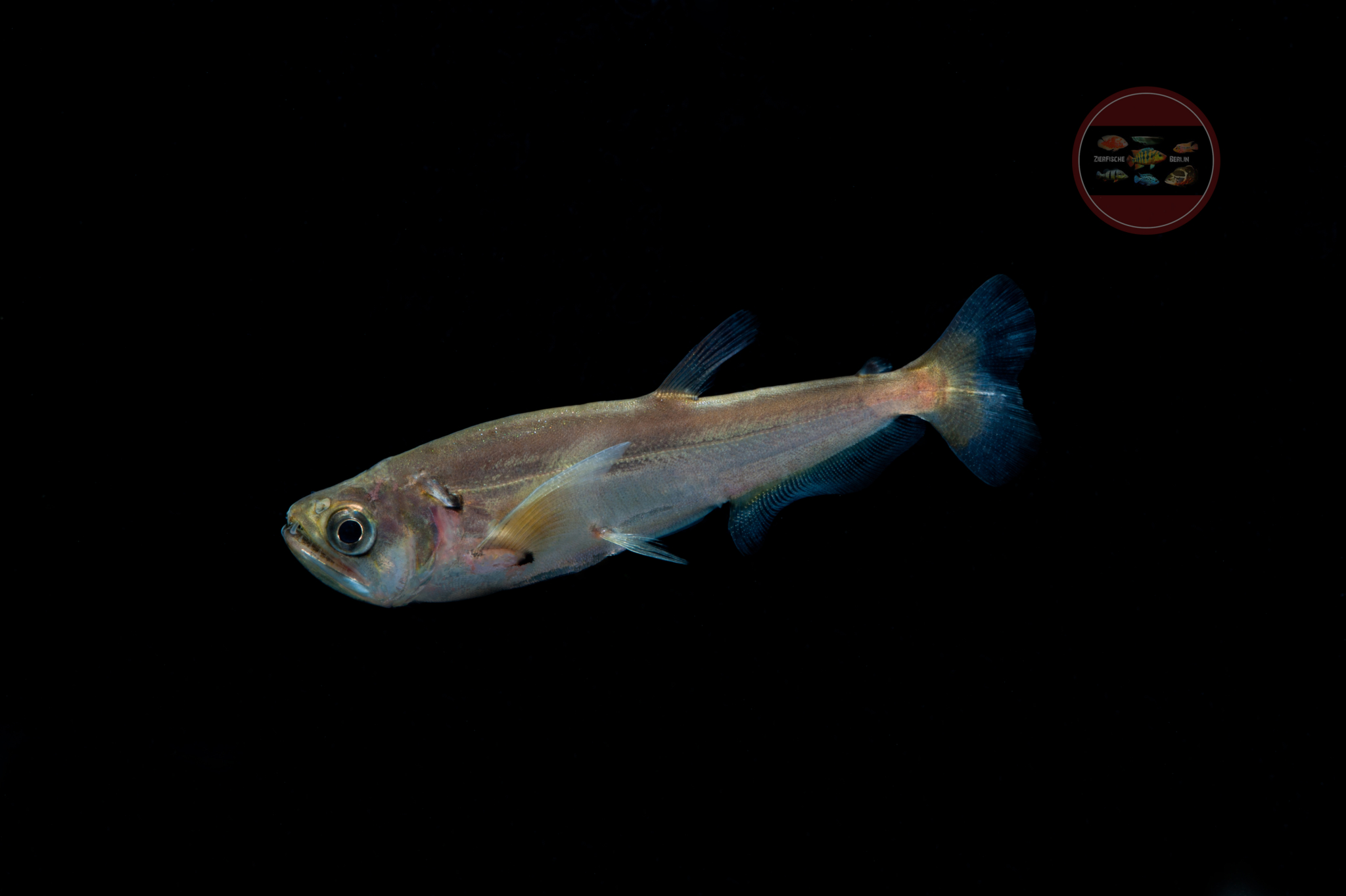 Hydrolycus scomberoides – Zierfische-Berlin