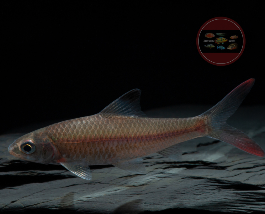 Barben / Bärblinge – Zierfische-Berlin