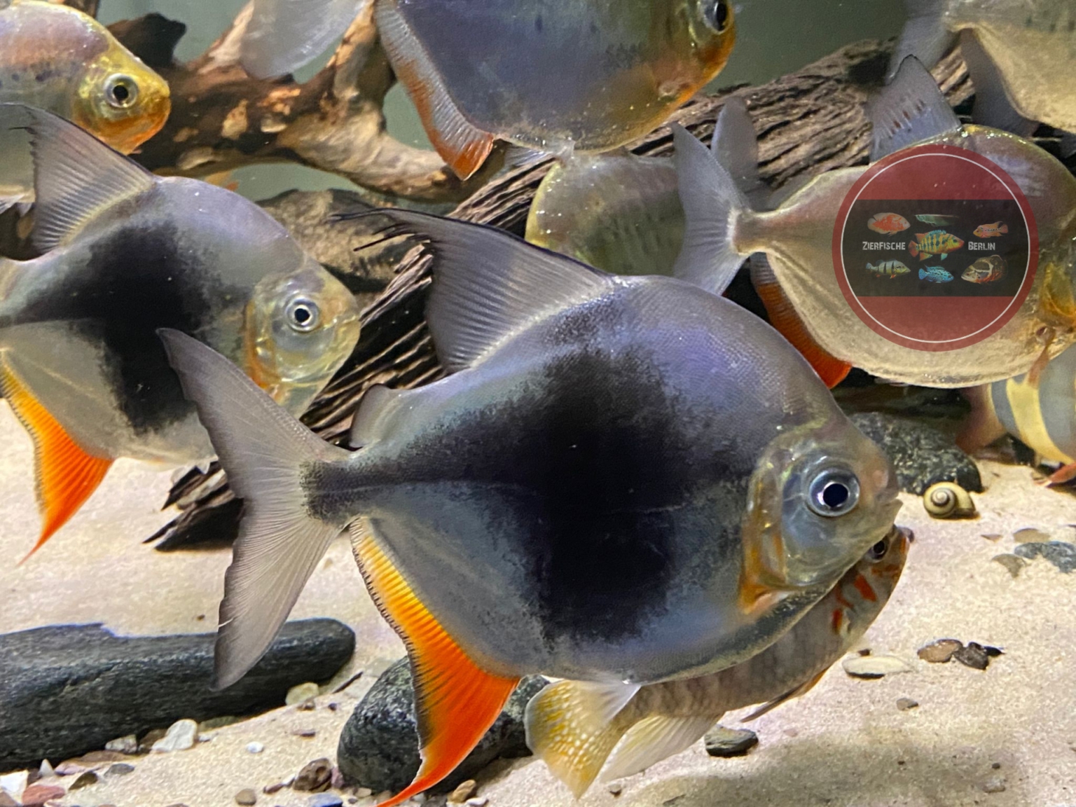 Myleus sp. LAMAX III Blackberry – Zierfische-Berlin