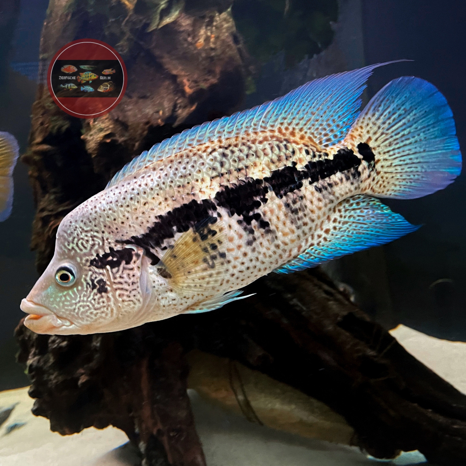 Parachromis dovii – Zierfische-Berlin