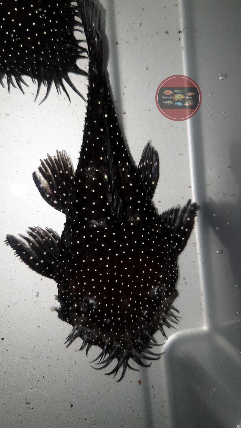 L 255 Ancistrus sp. aff. ranunculus – Zierfische-Berlin