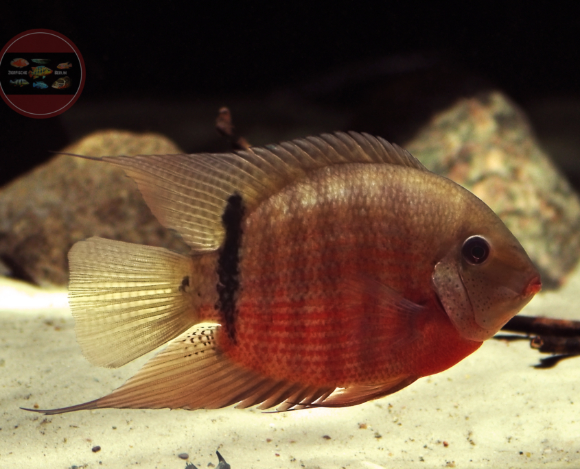 Buntbarsche – Südamerika – Zierfische-Berlin