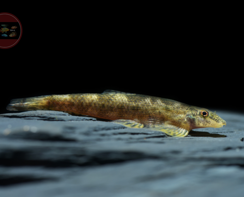 Importe / Neuzugänge – Zierfische-Berlin