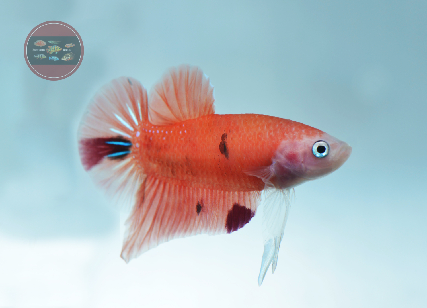 Betta “KOI NEMO” – Zierfische-Berlin