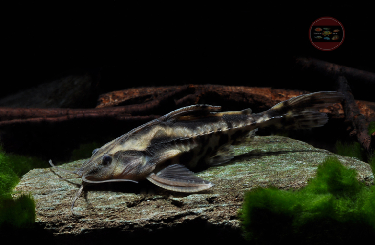 Megalodoras irwini – Zierfische-Berlin