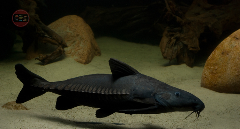 Oxydoras (Pseudodoras) niger – Zierfische-Berlin