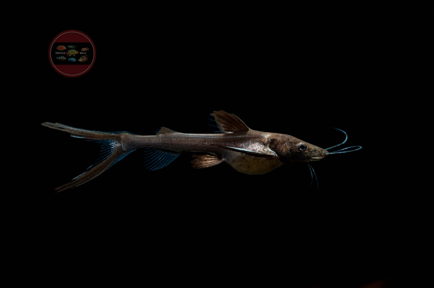 Sorubimichtys planiceps – Zierfische-Berlin