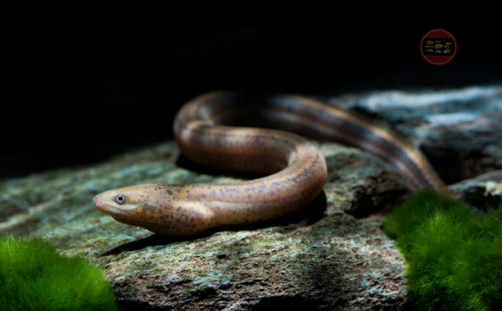 Synbranchus marmoratus – Zierfische-Berlin