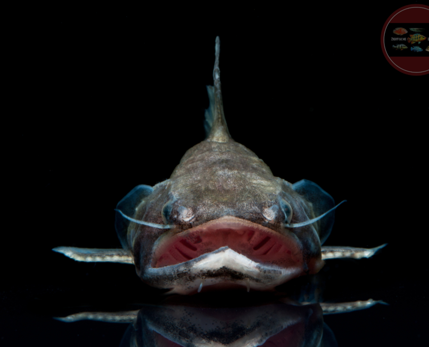 Importe / Neuzugänge – Zierfische-Berlin