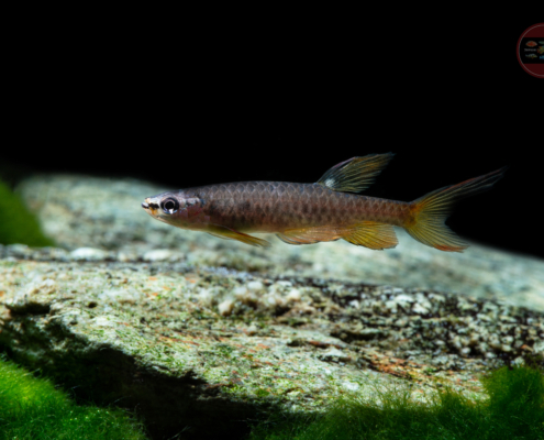 Copella arnoldi – Zierfische-Berlin