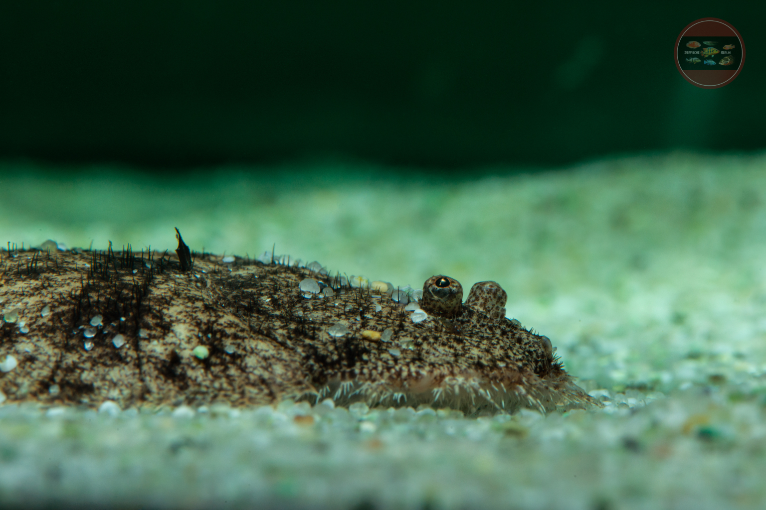 Achirus achirus – Zierfische-Berlin