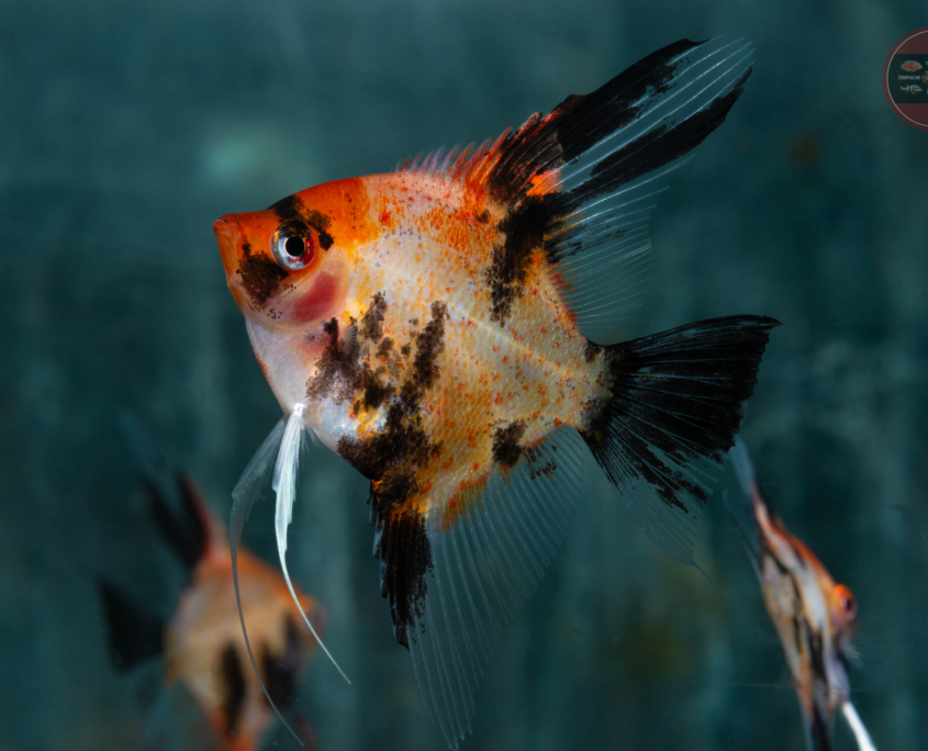 Skalare – Zierfische-Berlin