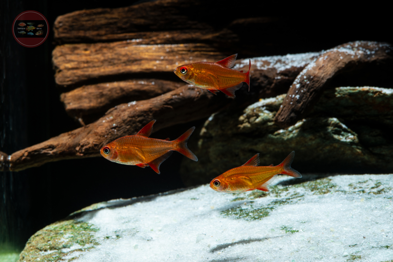 Hyphessobrycon sp. “MUZEL RED CHERRY” – Zierfische-Berlin