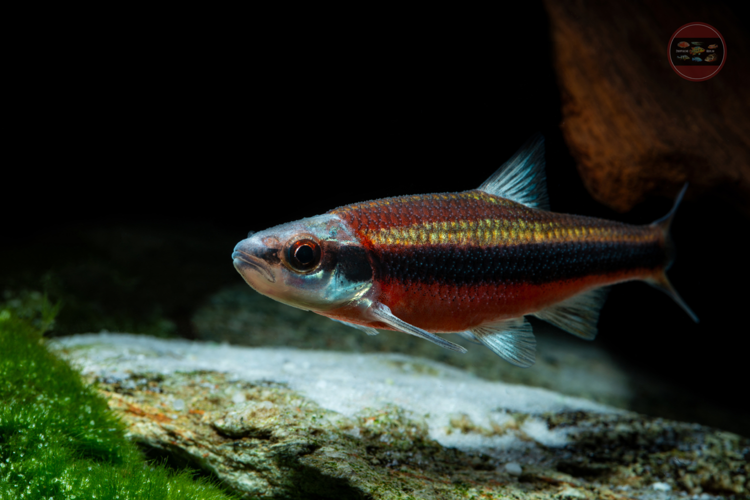 Notropis lutipinnis – Zierfische-Berlin