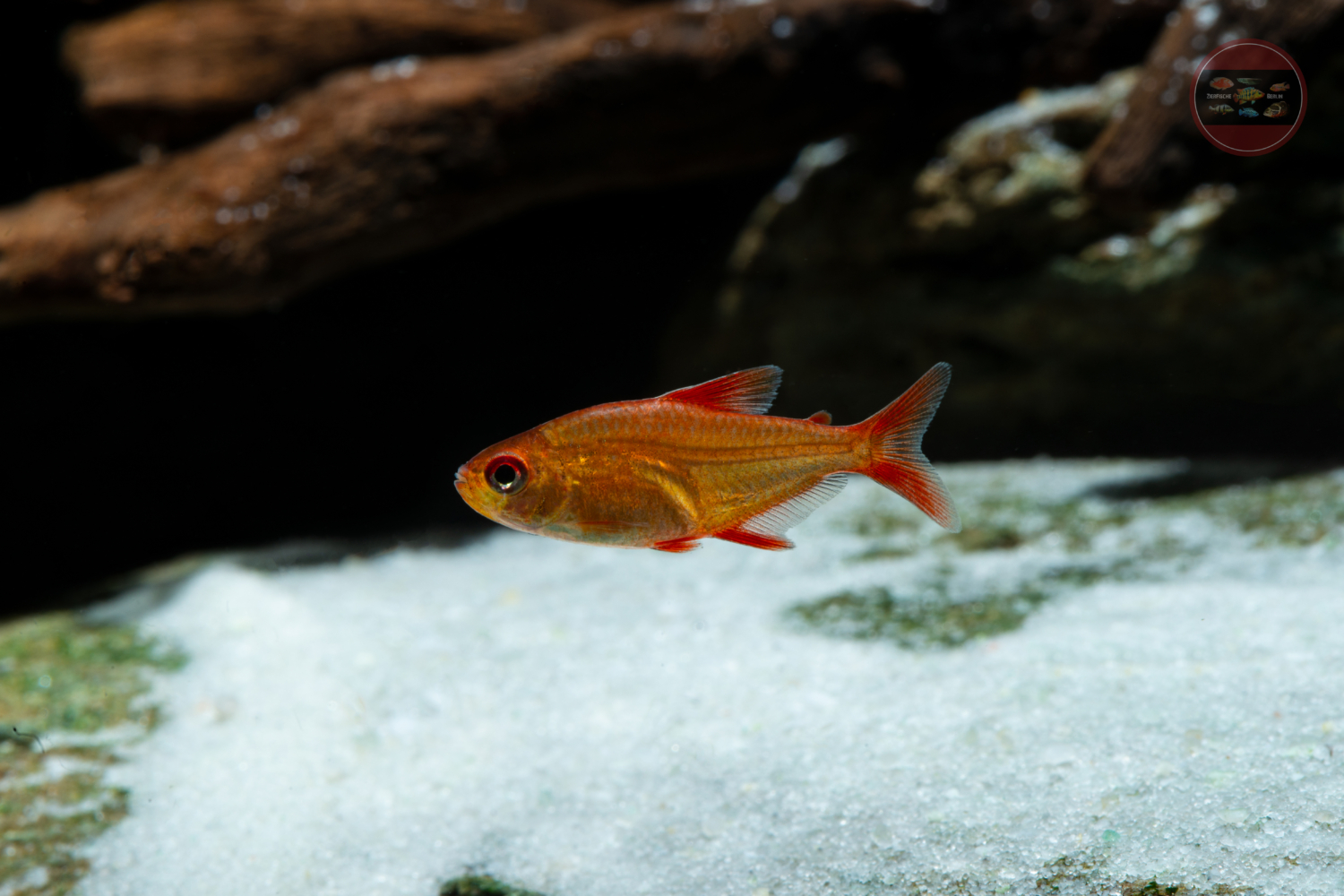 Hyphessobrycon sp. “MUZEL RED CHERRY” – Zierfische-Berlin