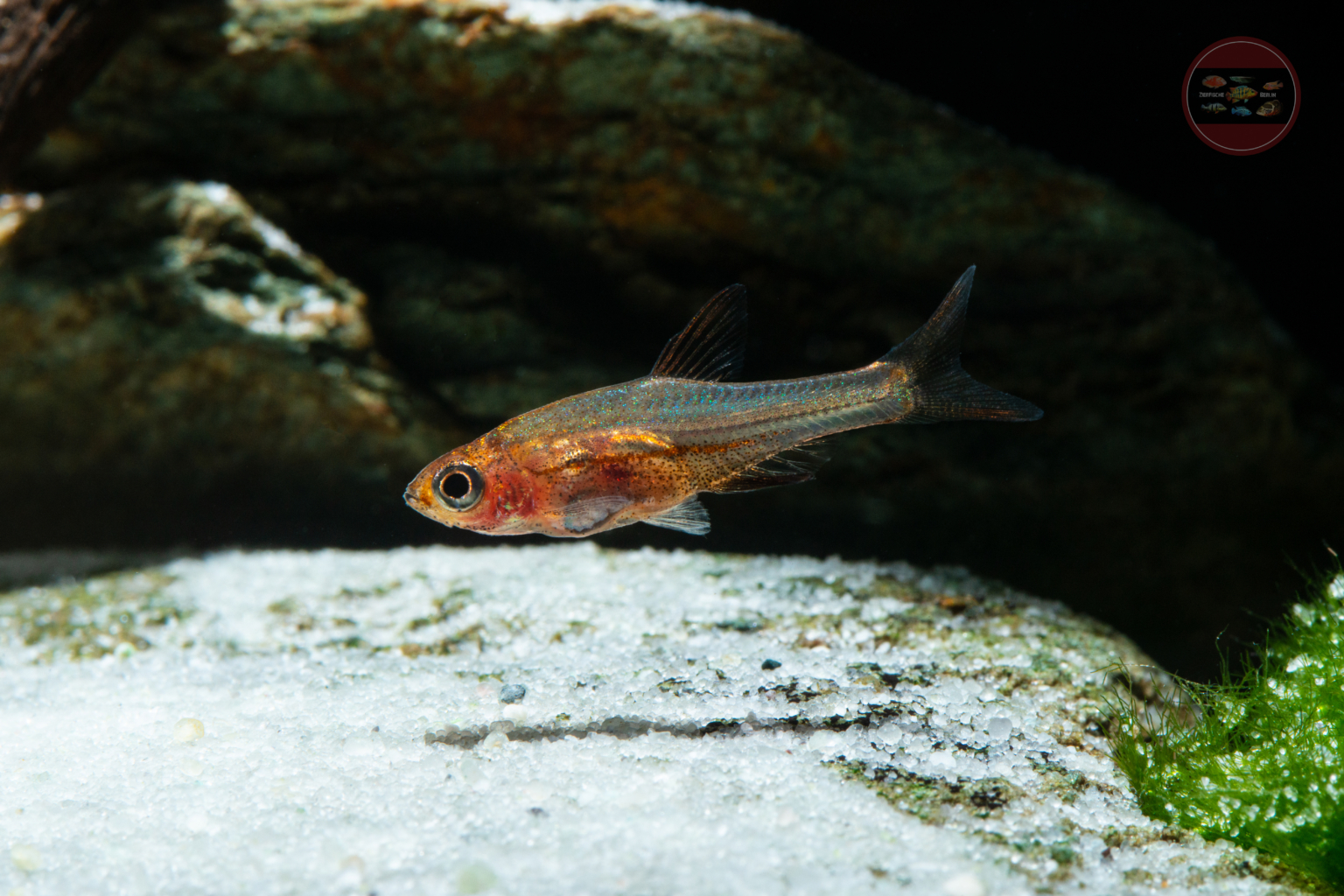 Sundadanio rubellus – Zierfische-Berlin