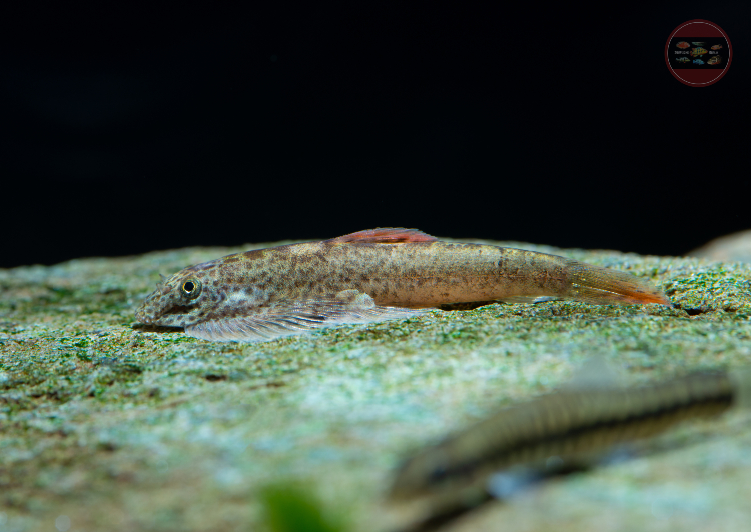 Pseudogastromyzon laticeps “Purple Fin” – Zierfische-Berlin