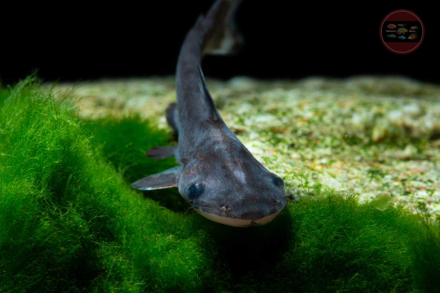 Ageneiosus intrusus – Zierfische-Berlin